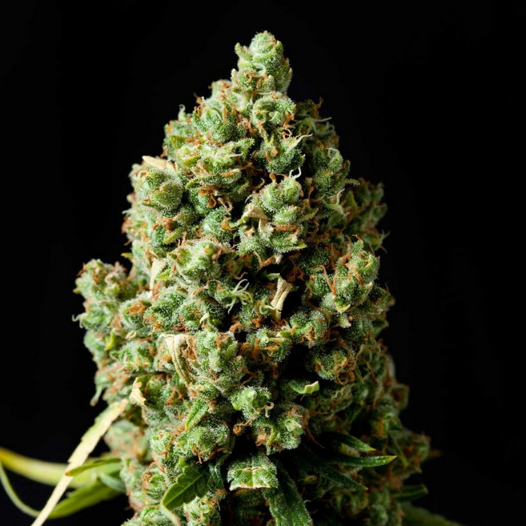 Jack Herer Automatic | Hanfsamen diskret bestellen Jack Herer Automatic | Hanfsamen diskret bestellen